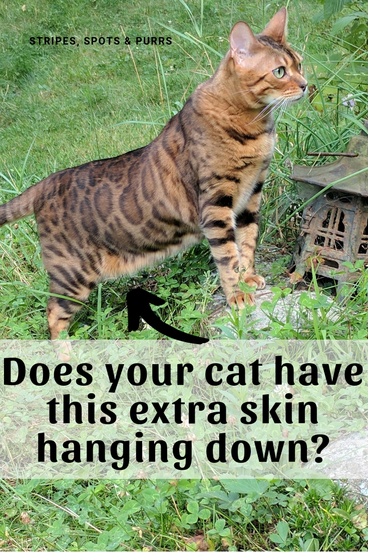 Why does a cat's belly hang? | Stripes Spots and Purrs