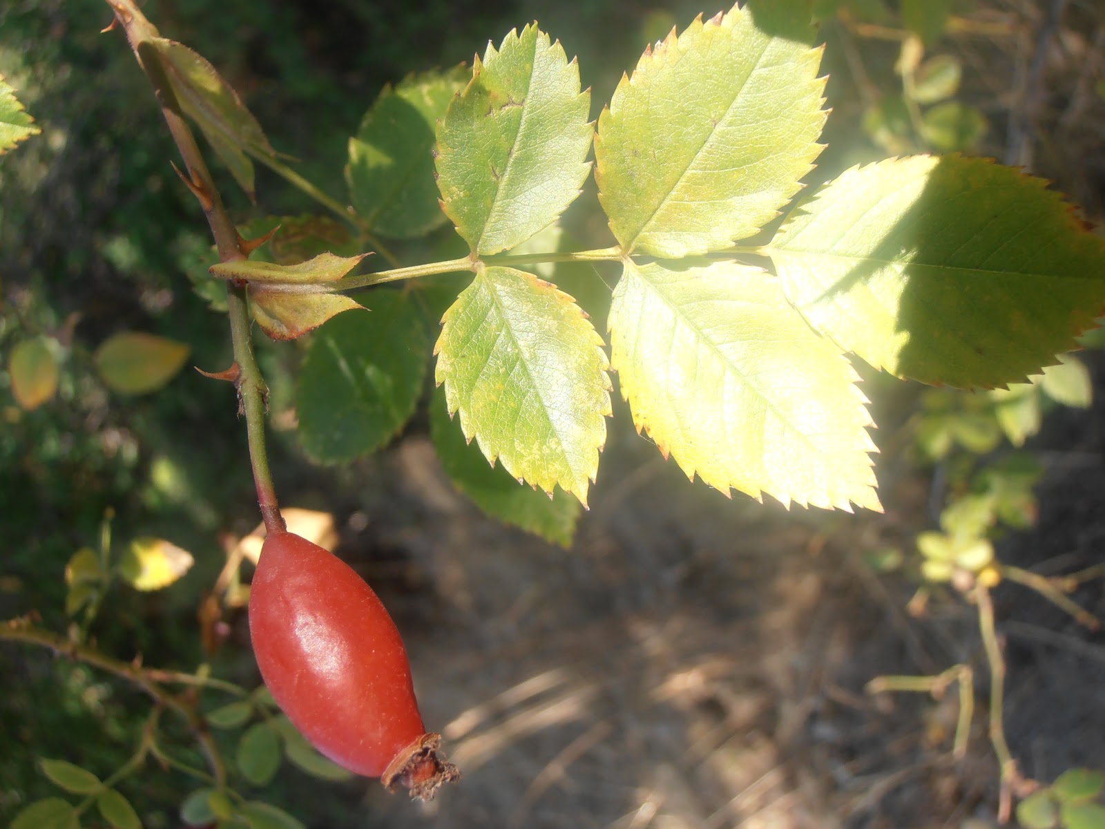 Entre plantas y bichos: Rosa canina (Escaramujo, rosal silvestre)