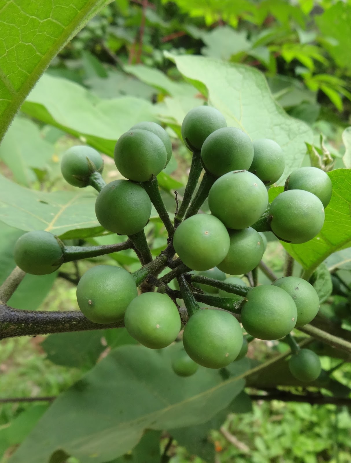 Herbs from Distant Lands: Solanum torvum - Pea Aubergine, Susumber ...