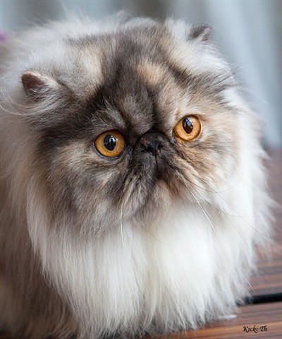 S*Atitza's Perser & Exotic: Breed BIS perser og exotic