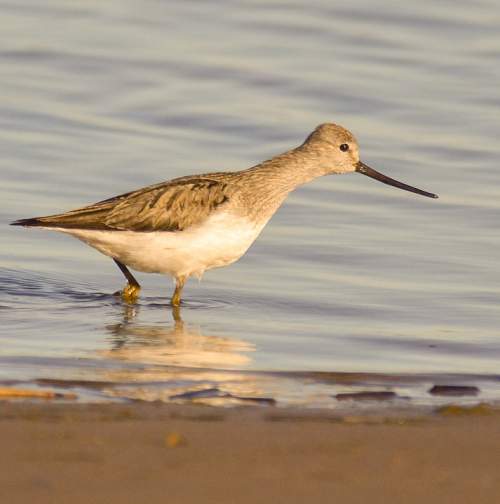 Terek sandpiper images | Birds of India | Bird World