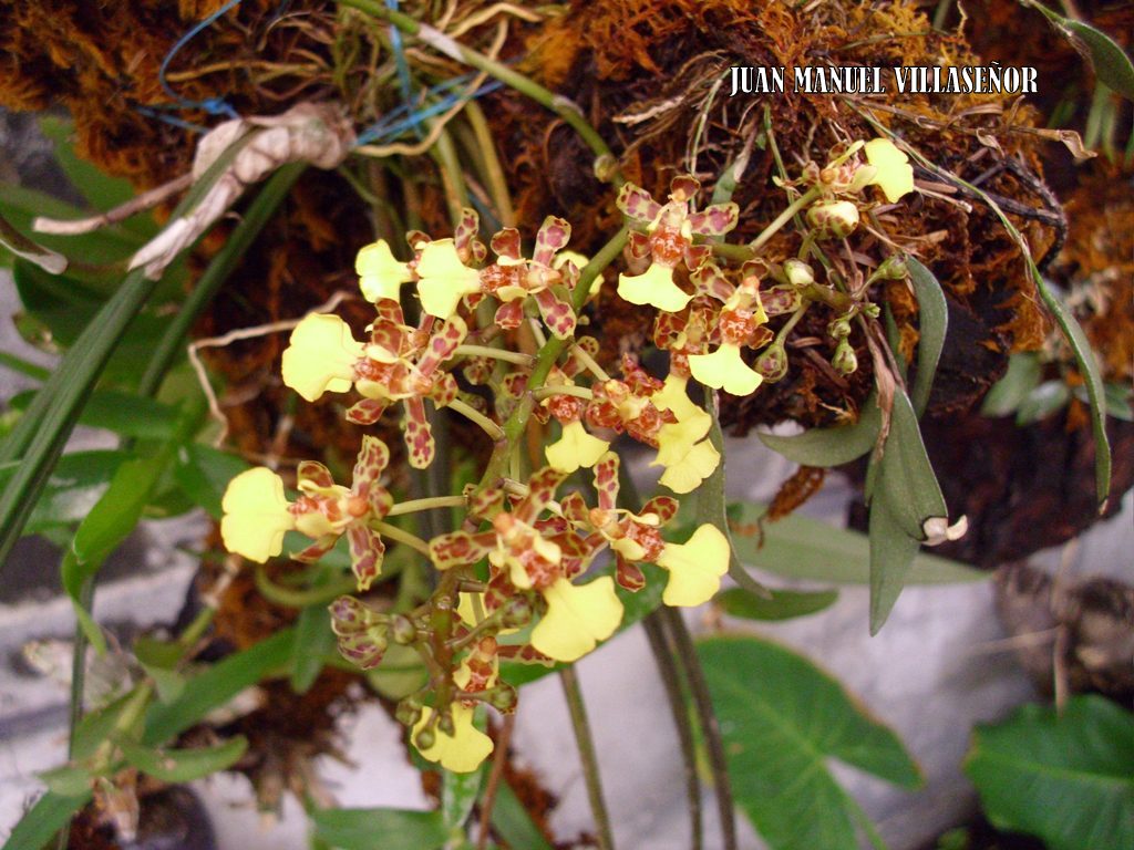 Trichocentrum