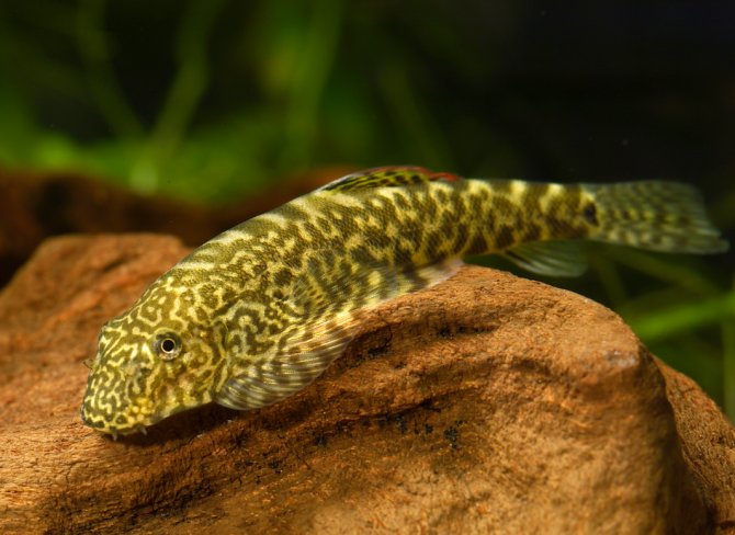 What Feeds Should You Give to Loach Fish? - fish-hobbyist