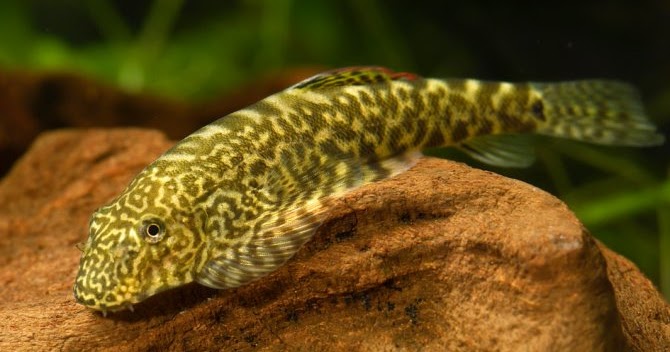 What Feeds Should You Give to Loach Fish? - fish-hobbyist