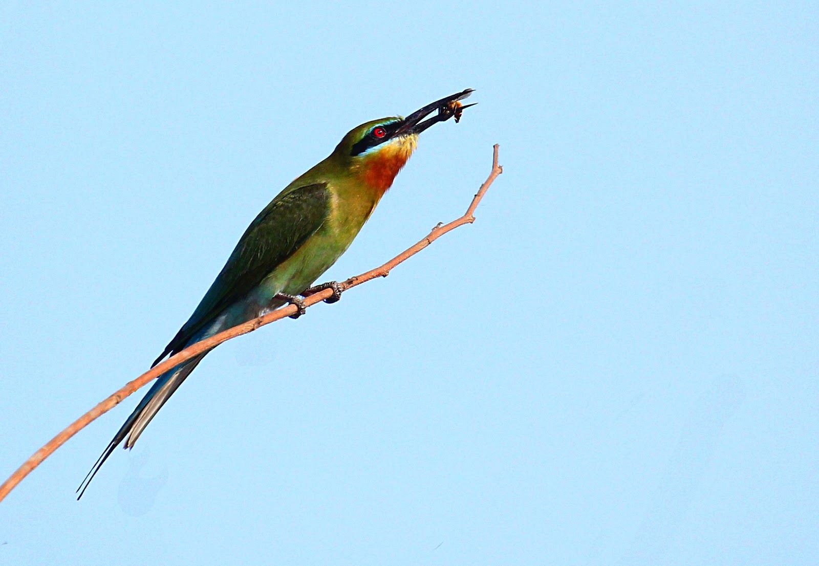 From the Maritimes to Maharashtra: Birds of Maharashtra