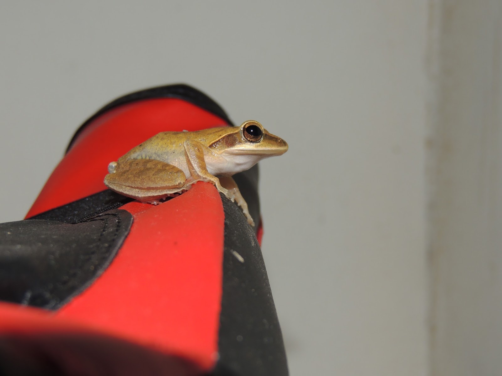 Dera's bio-diversity: Common Indian Tree Frog