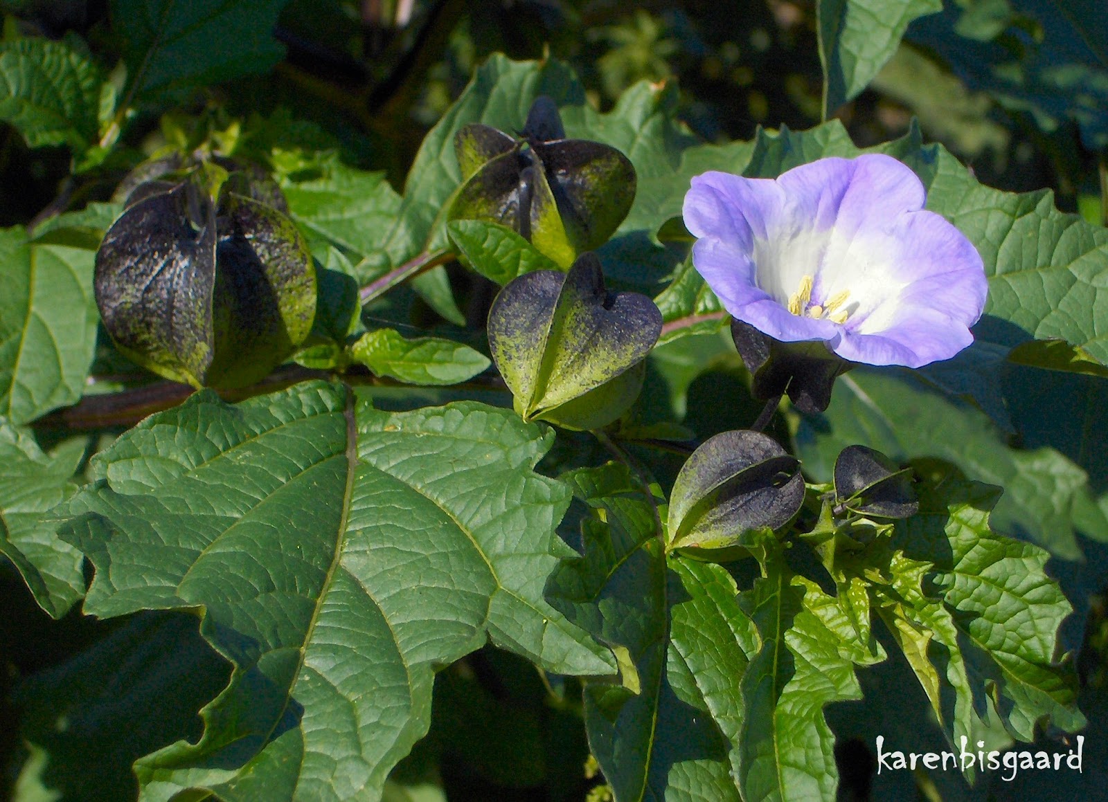 Karen`s Nature Photography: September 2015