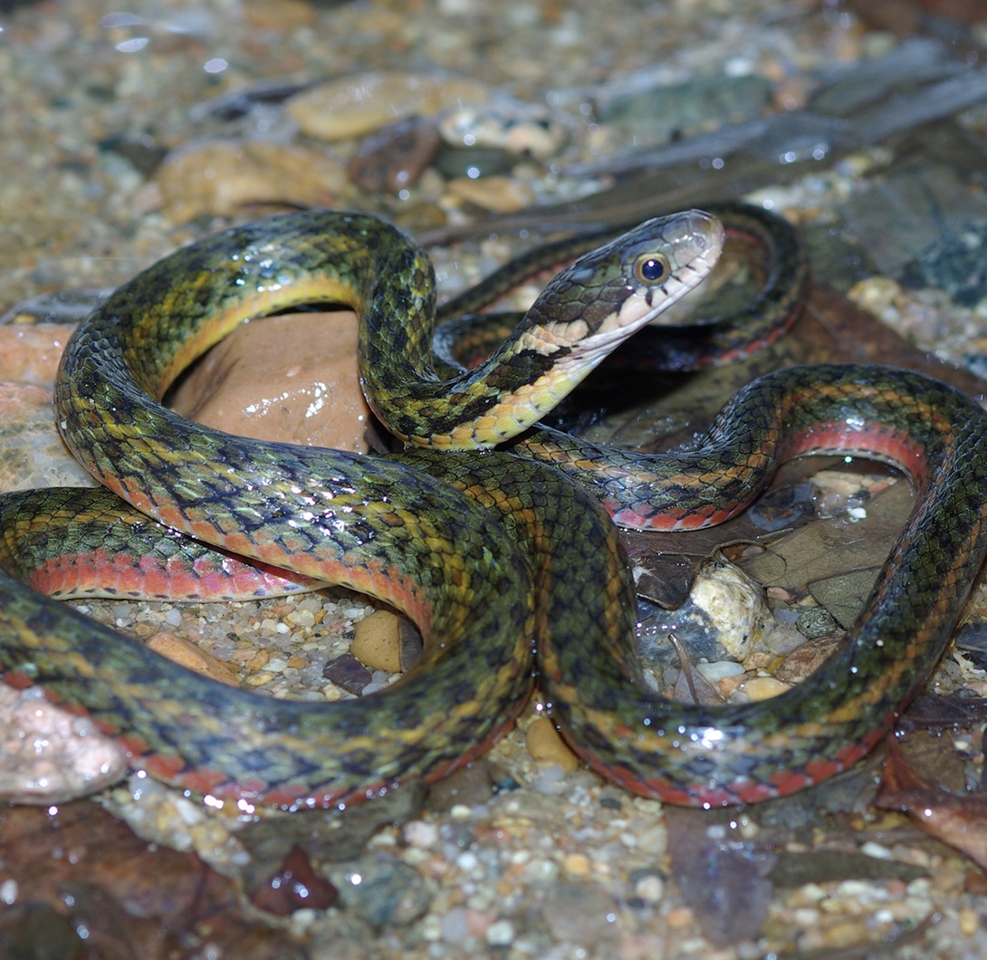 Species New to Science: [Herpetology • 2019] Hebius sangzhiensis • A ...