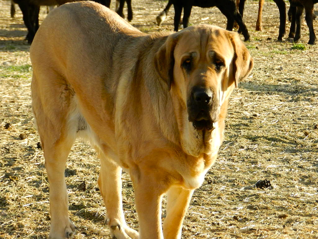 LIVESTOCK GUARDIAN DOG BLOG: My Spanish Mastiffs