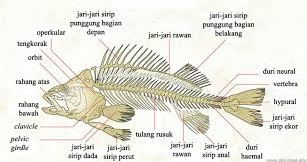 Sistem Rangka Pada Hewan Vertebrata Dan Hewan Invertebrata