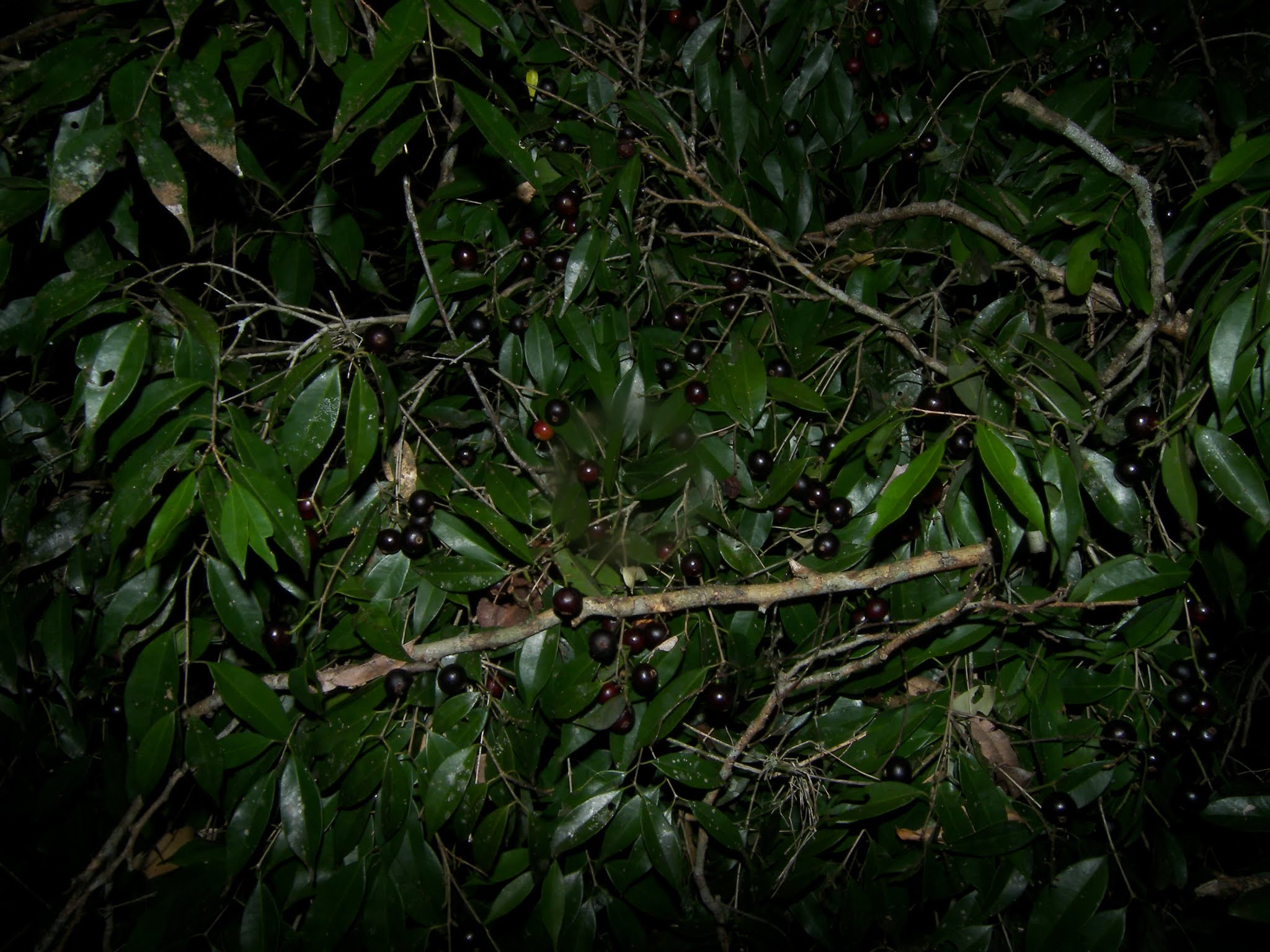 FLORA DE MISIONES Argentina: Plinia rivularis (Cambess.) A. D. Rotman