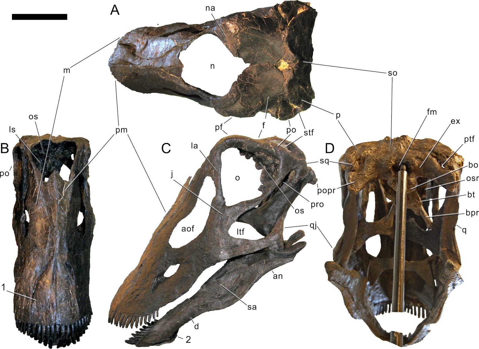 Equatorial Minnesota: Sauropods, three-for-one