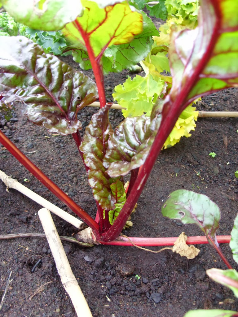 Kelli's Northern Ireland Garden: December 2013