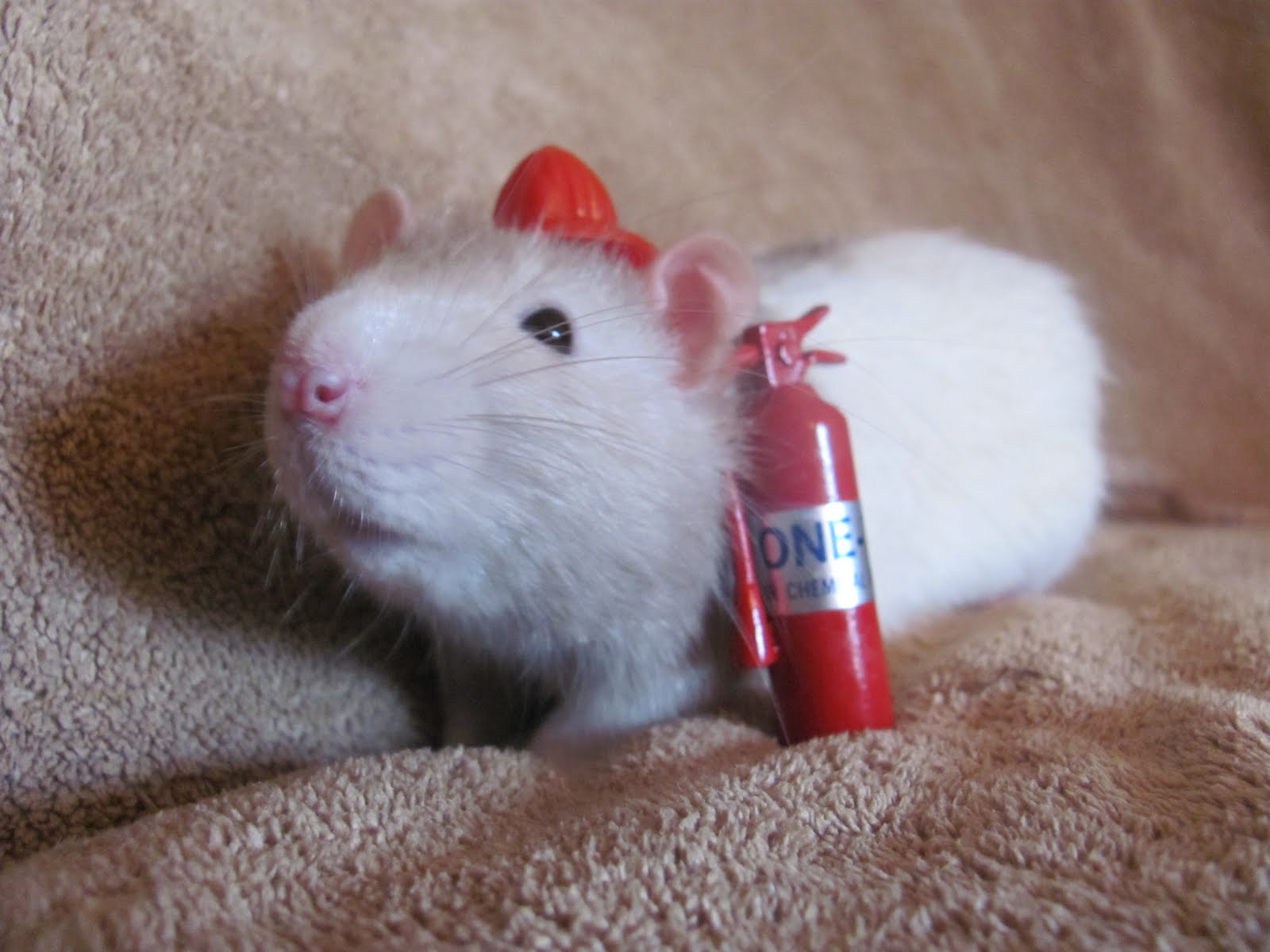 Ringo's Rat Tales: Fire Safety (Monday 4 Melanie)