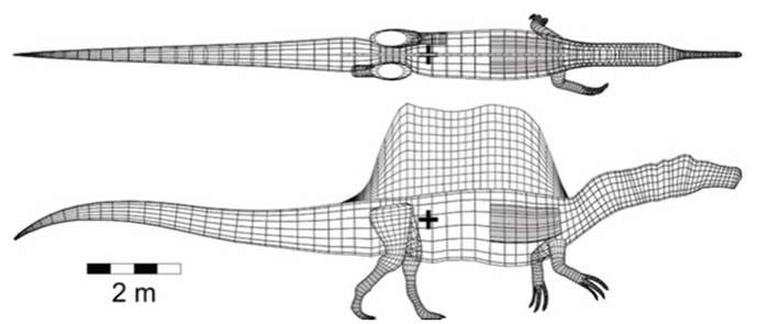 Dino Bios: The Belly-Sliding Spinosaurids.