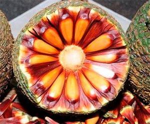 Araucária angustifolia: a árvore do pinhão