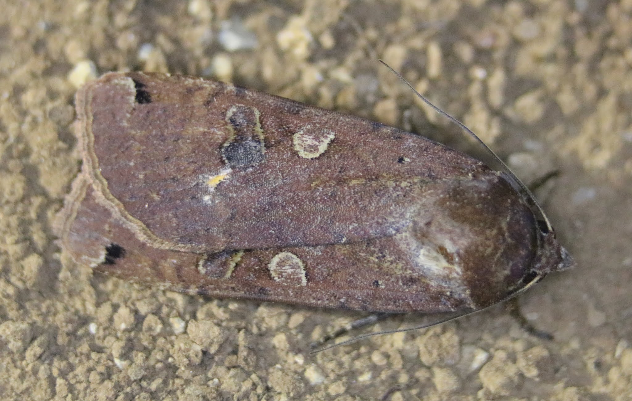 LEPIDOPTERA by Ed 3: Noctua pronuba