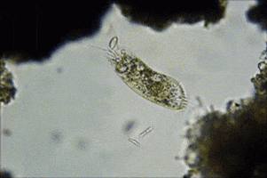 From PUA to eternity: THE PROTISTA KINGDOM: PROTOZOA AND ALGAE