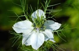 Pusrapi - Sembuh.Tanpa.Ubat: HABBATUS SAUDA SEBAGAI PENAWAR SEGALA ...