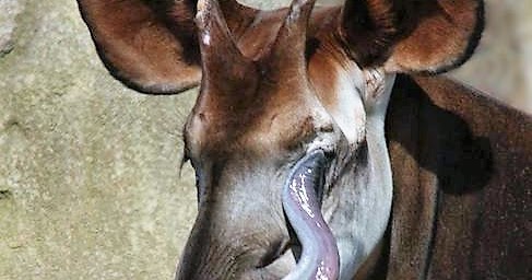 Fieggentrio: De tong van okapi's