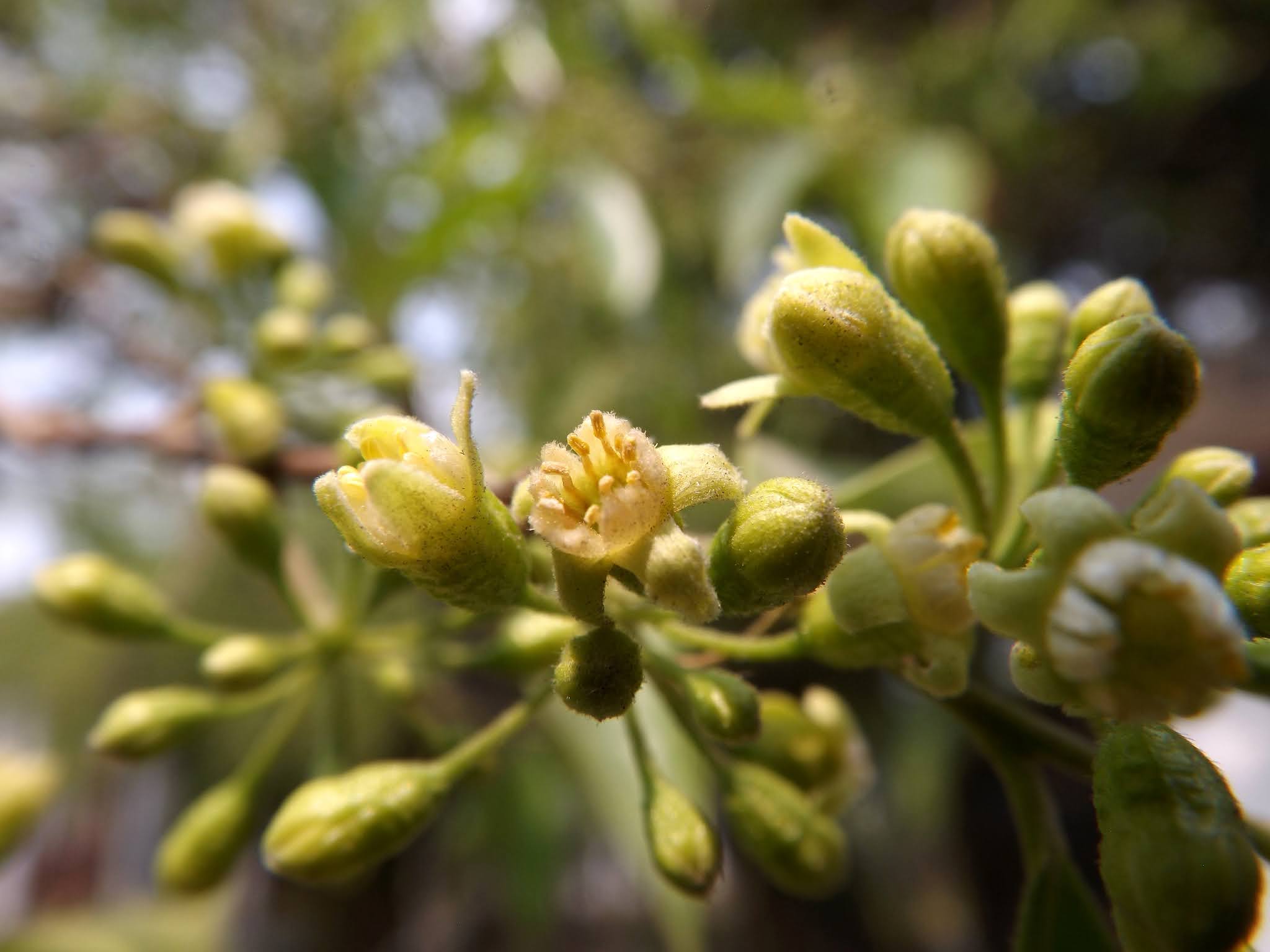 Agor or Lign aloes, Aquilaria agallocha