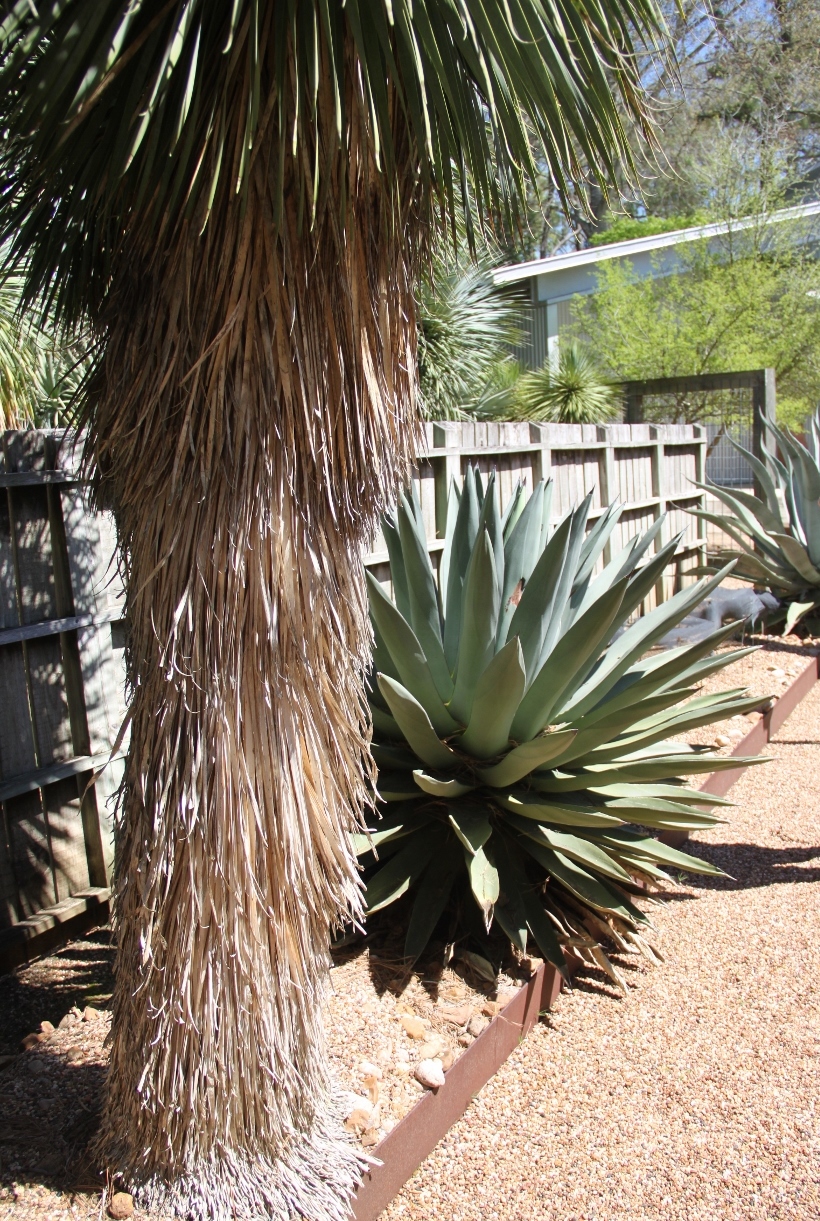 Rock-Oak-Deer: Touring Peckerwood Garden Part Two: Residence and Dry ...