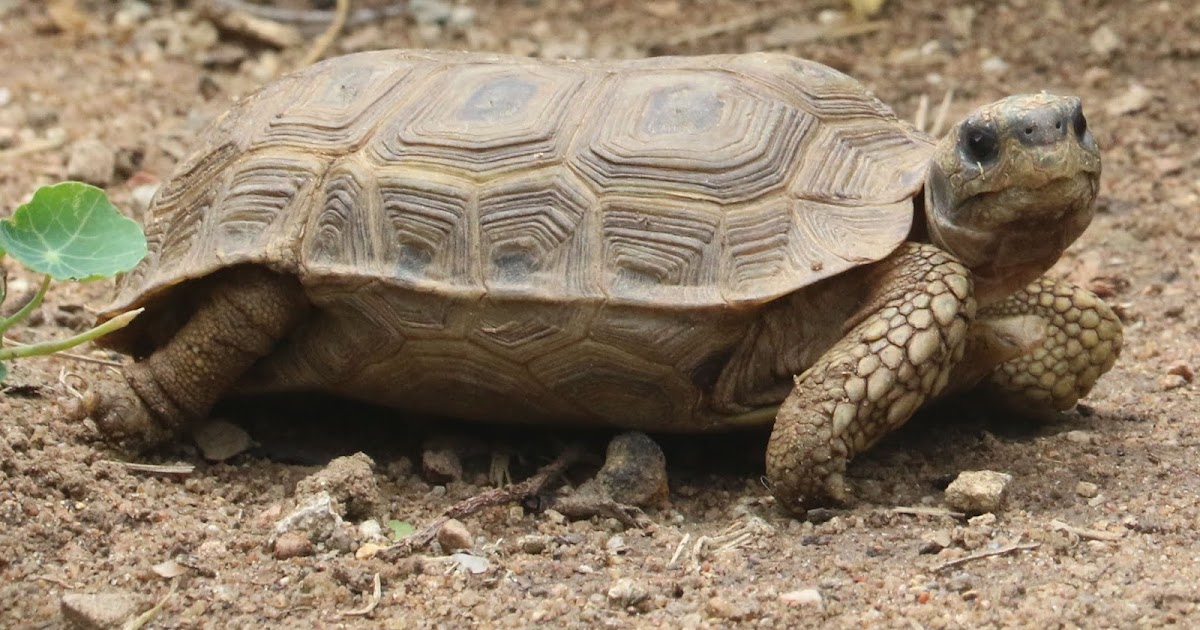 Hingeback Tortoise Central: Speke's Hingeback, Kinixys Spekii