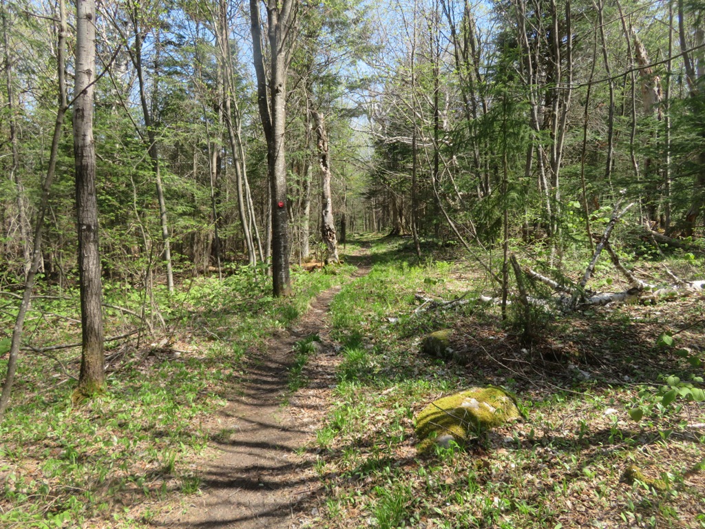Mountain Wandering: Adirondacks: Cooper Kiln Pond & Morgan Mountain 5/20/21