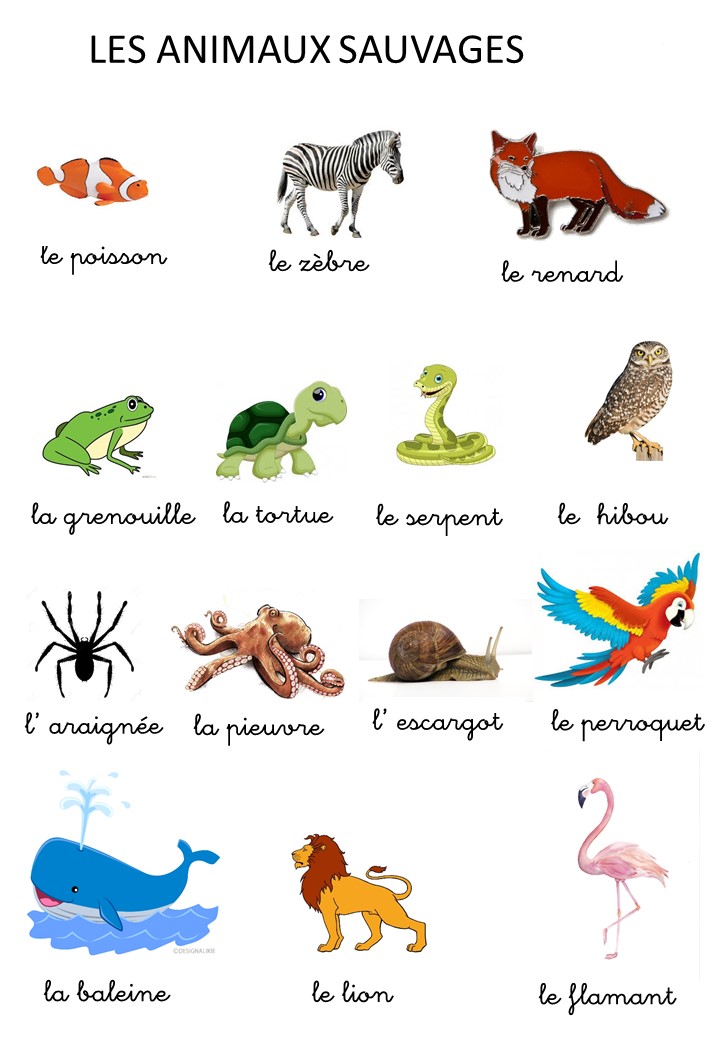 Bonjour San Isidro!: UNITÉ 3: LES ANIMAUX