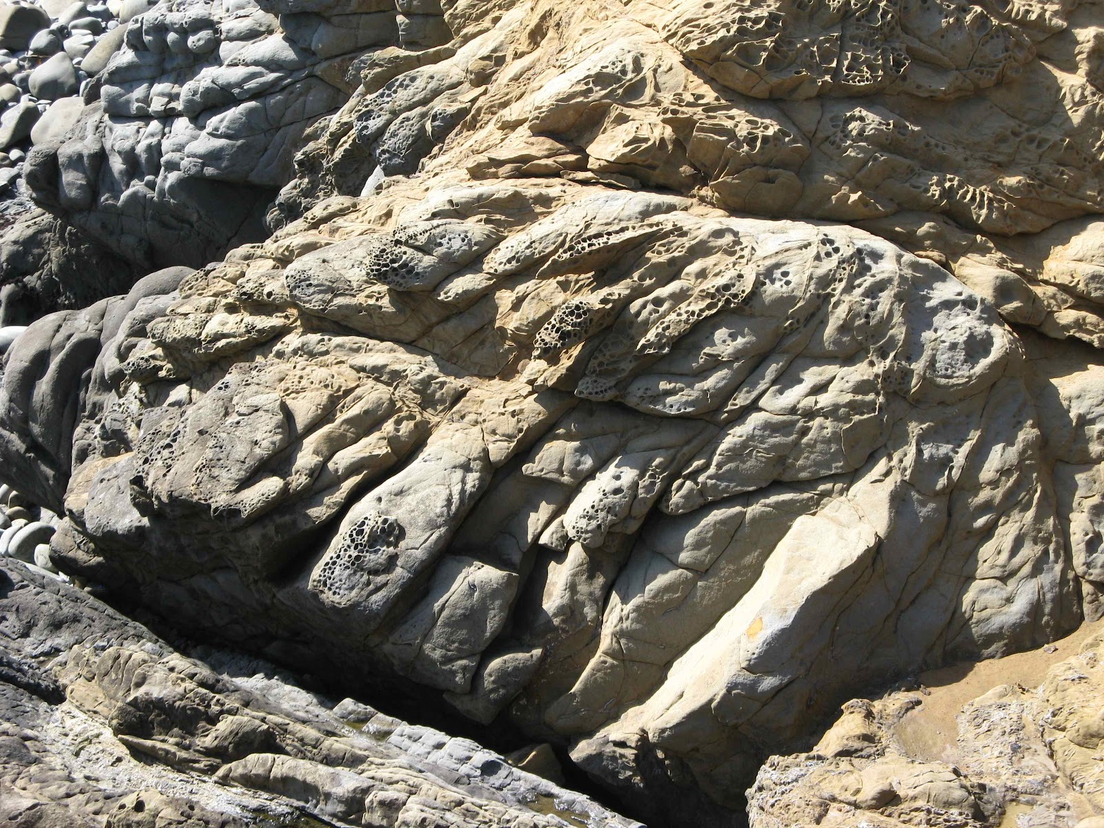 In the Company of Plants and Rocks: tafoni #3