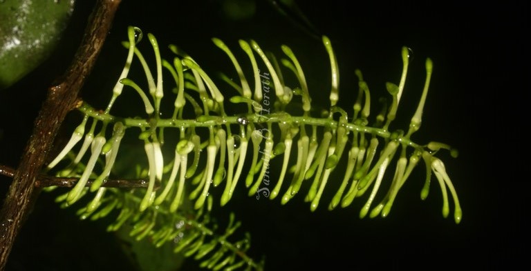 Helicia ceylanica Gardner