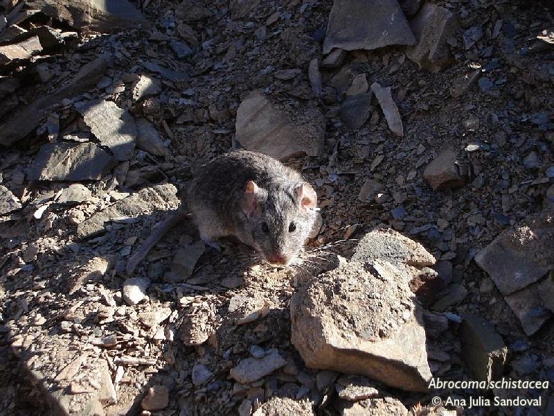 Variety of Life: Caviomorpha