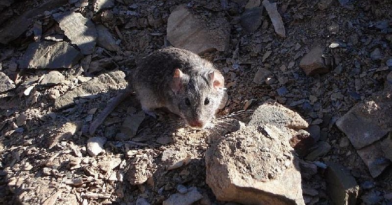 Variety of Life: Caviomorpha
