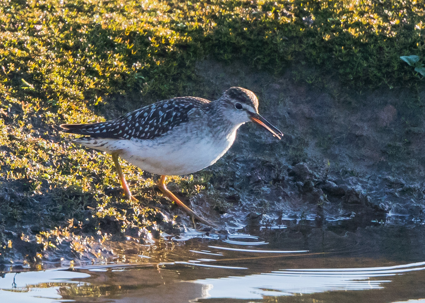 Barnsley Bird Sightings: OLD MOOR - 17-12-2020