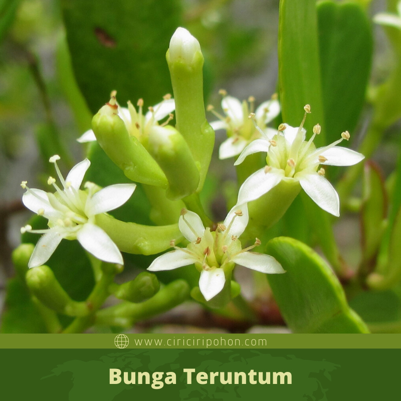 Ciri Ciri Pohon Teruntum (Lumnitzera racemosa) Di Alam Liar ...