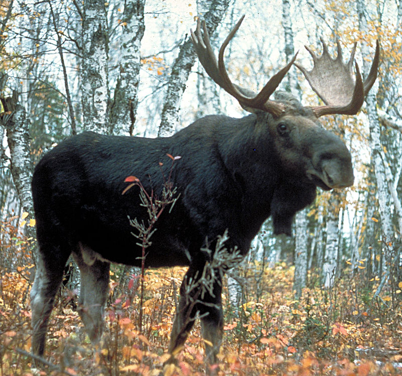Encyclopedia of Trivia: Moose