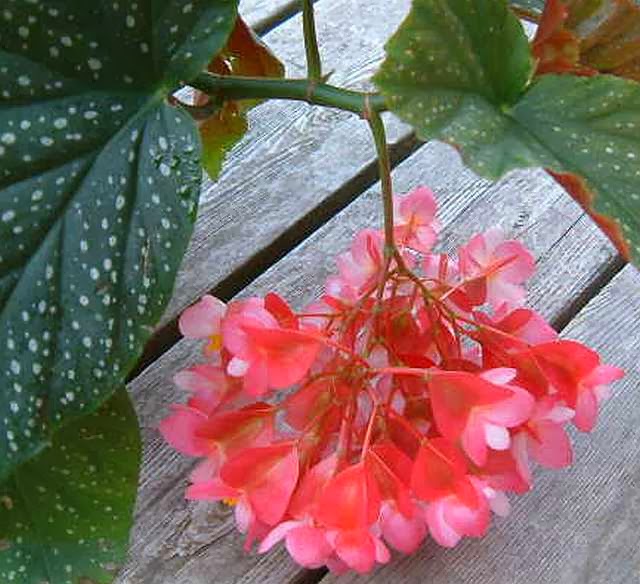 Gradina visurilor tale: Begonia lucernae - Plamanul