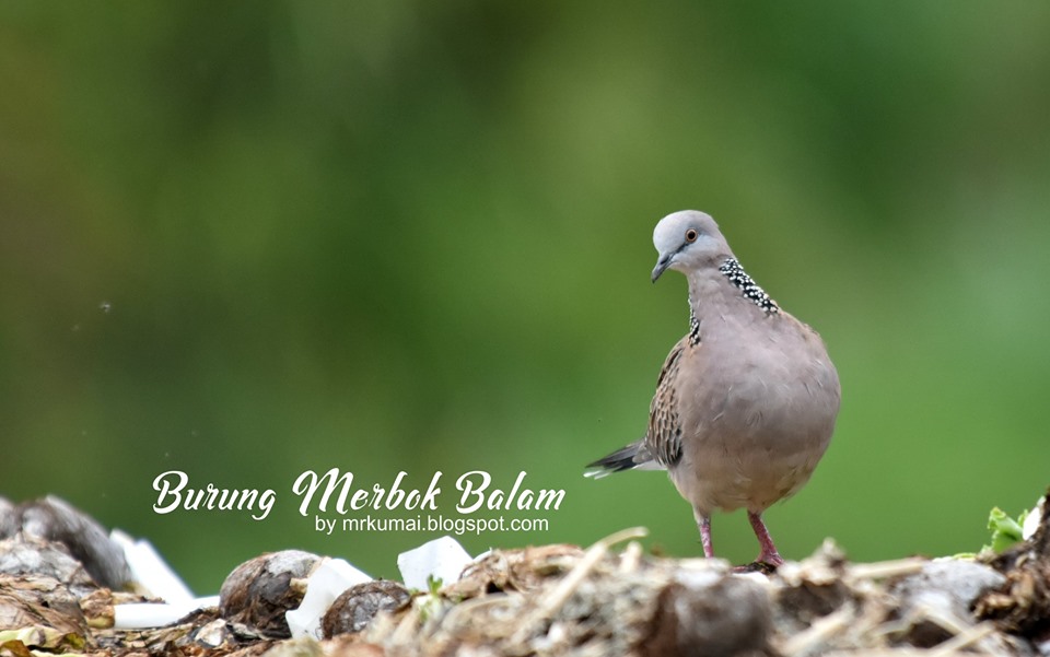mrkumai.blogspot.com: Koleksi Burung di Cameron Highlands: Merbuk Balam ...