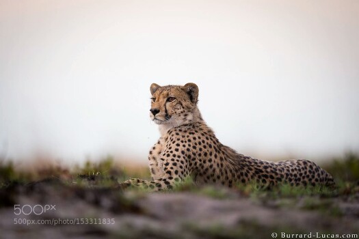 Citah (Cheetah), Hewan Tercepat Di Daratan Bumi Dan Menuju Kepunahan ...