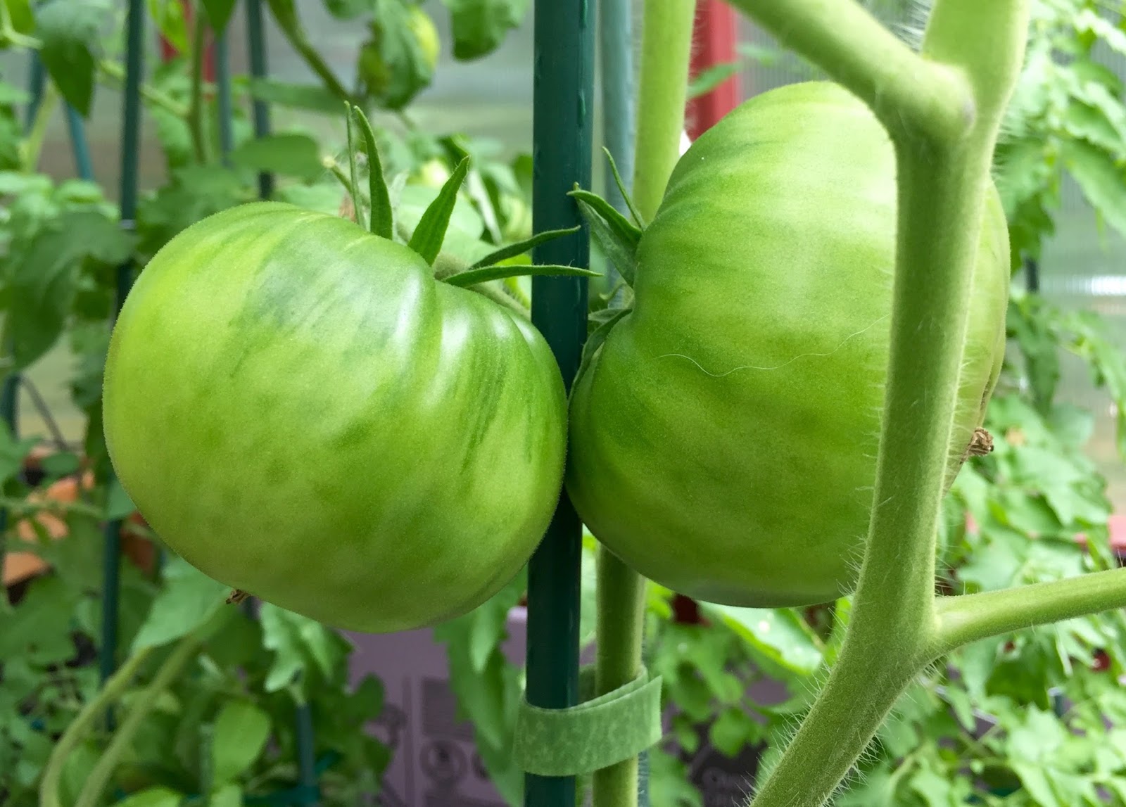Red House Garden: The Quest for the Best Tasting Tomato