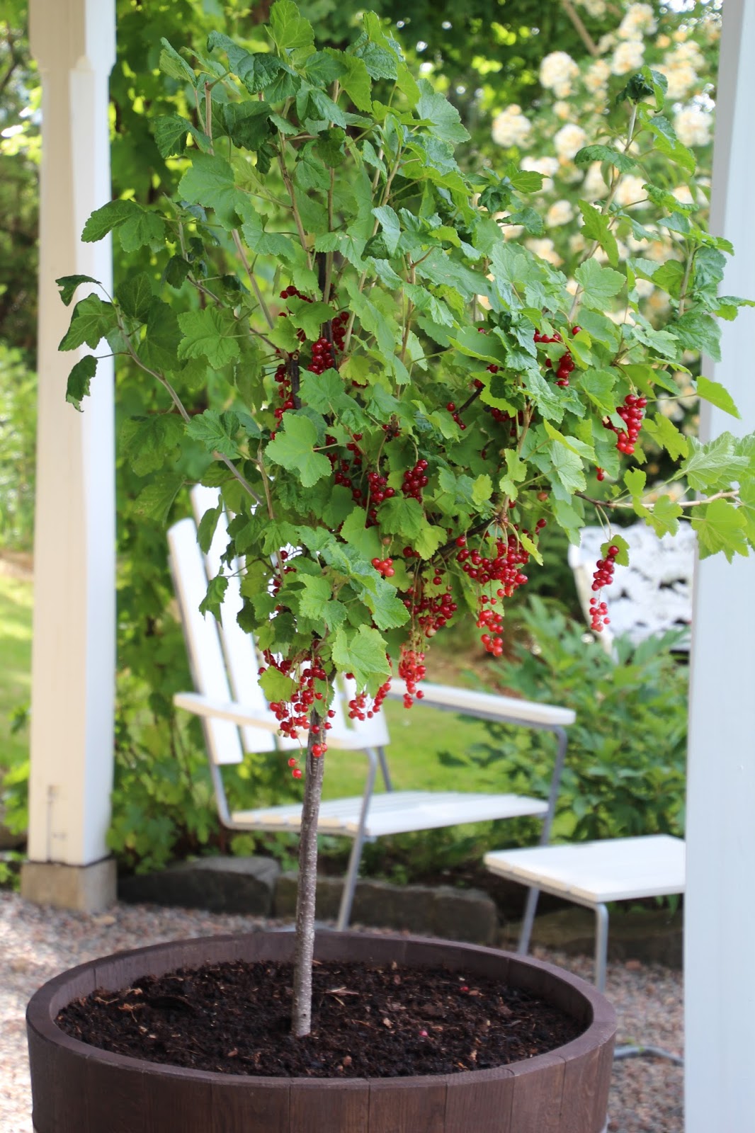 Hon som talar med blommor: Röda vinbär i kruka