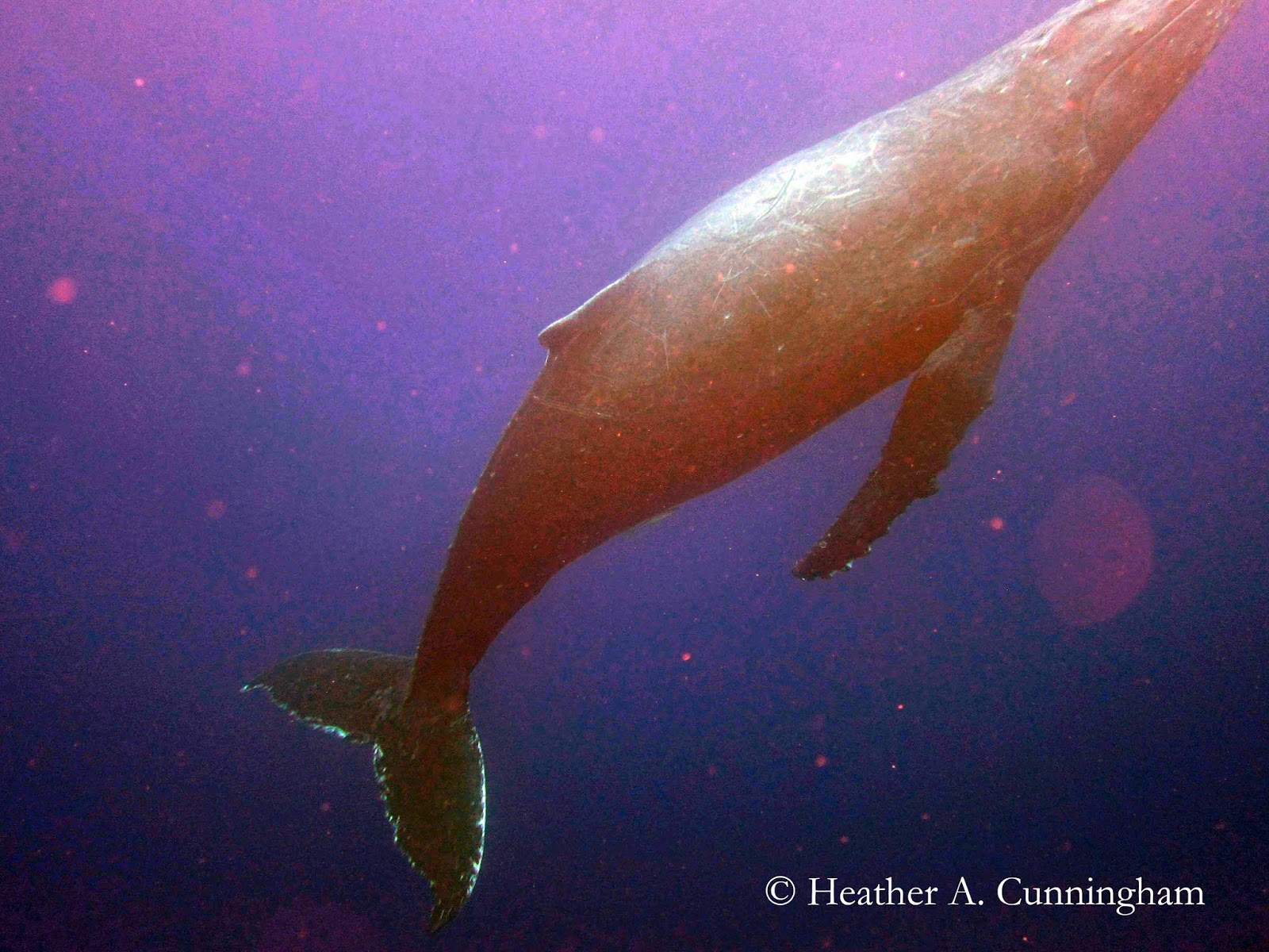Singing Humpback Whale