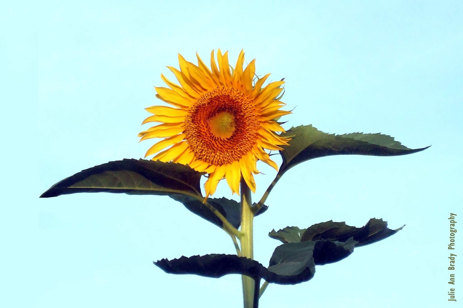 Julie Ann Brady : Blog On: Russian Mammoth Sunflowers