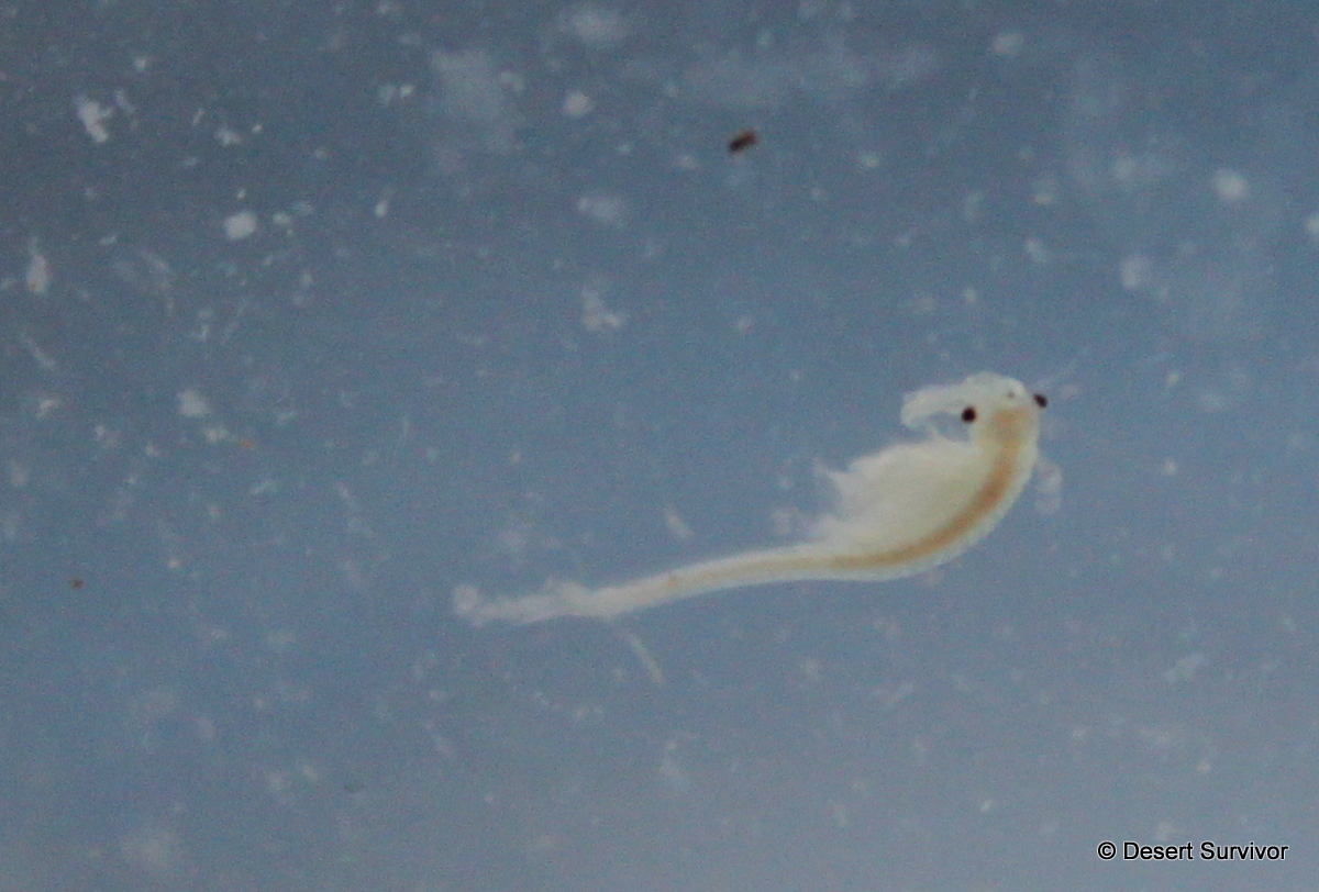 Baby Triops