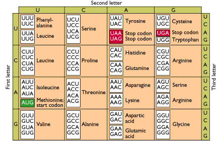 7.1 EL CÓDIGO GENÉTICO