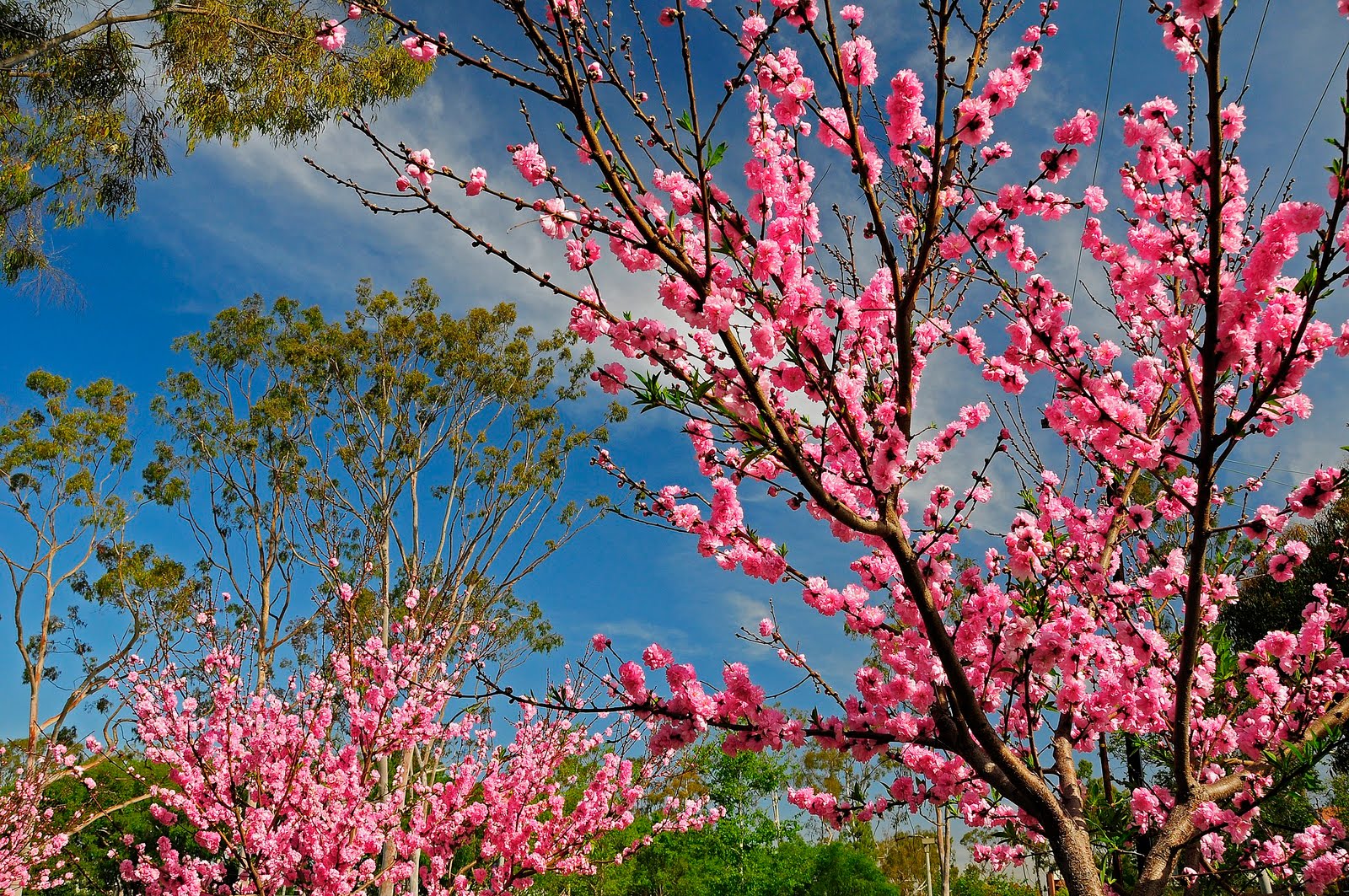 Photo of the week: "Reaching for the Sky", Helen Borchers Flowering ...