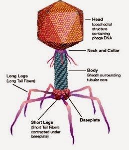 Ruang Biologi: Klassifikasi Virus dan Jenis-Jenis Virus