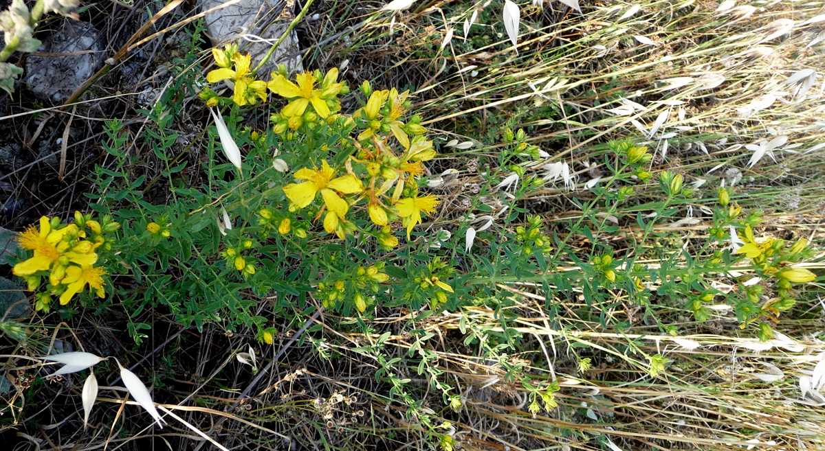 r o b i n 's y a r d: Hypericum (I) perforatum