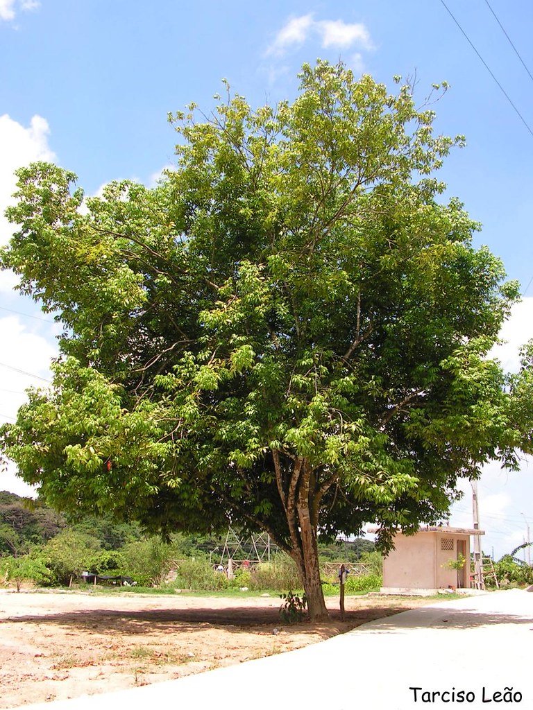 Árvore Breu Branco | Protium heptaphyllum