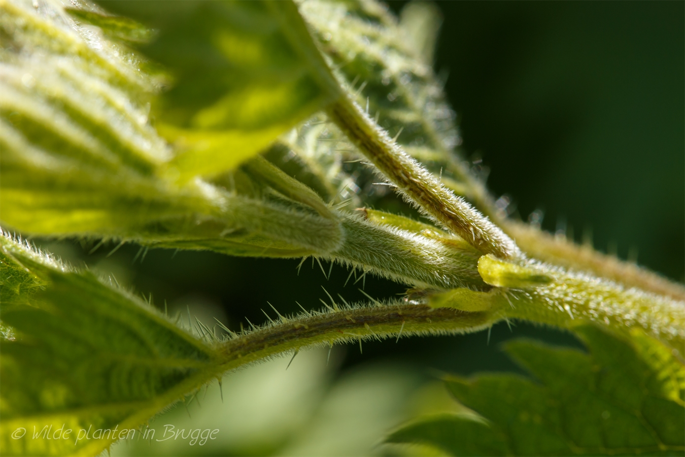 Wilde planten in Brugge: Brandnetel